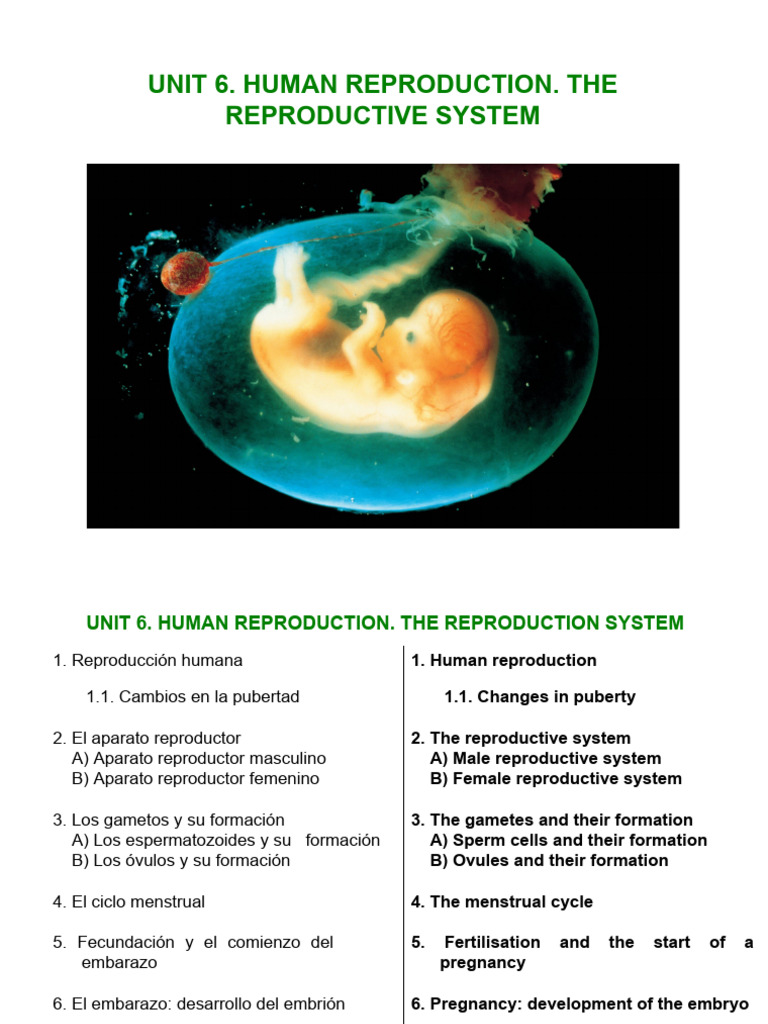 Unit 7 | PDF | Human Reproduction | Reproductive System