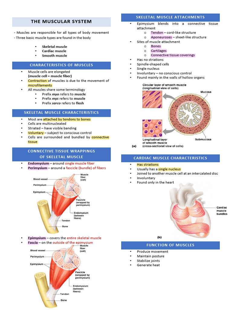 1.-Muscular-System | PDF | Muscle Contraction | Muscle