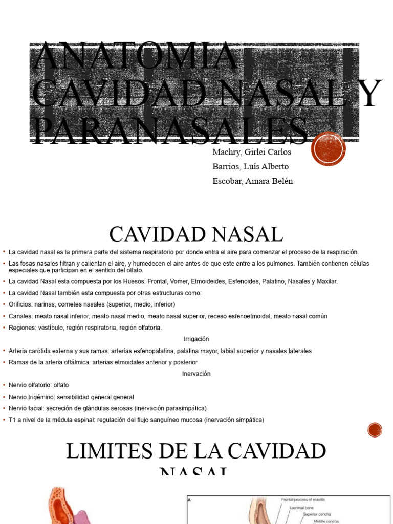 Anatomía de Cavidades Nasales | PDF | Cara | Rinología