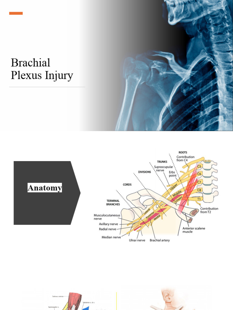 Vascular BPI | PDF | Nervous System | Human Anatomy