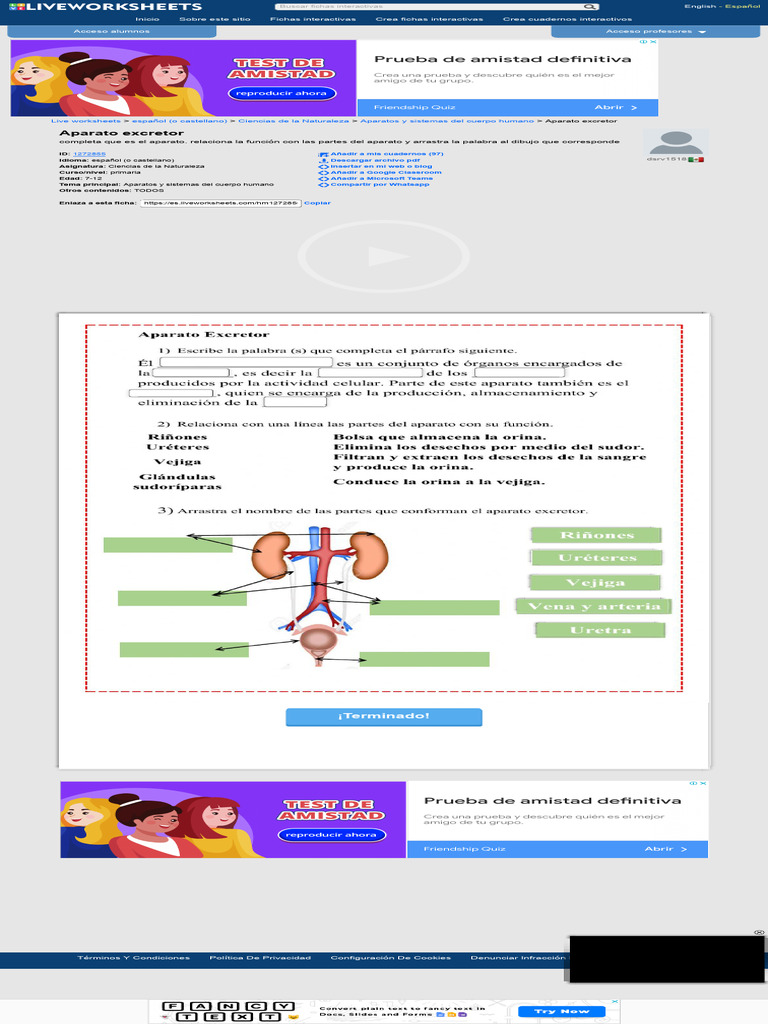 Actividad Interactiva de Aparato Excretor | PDF | Informática | Software