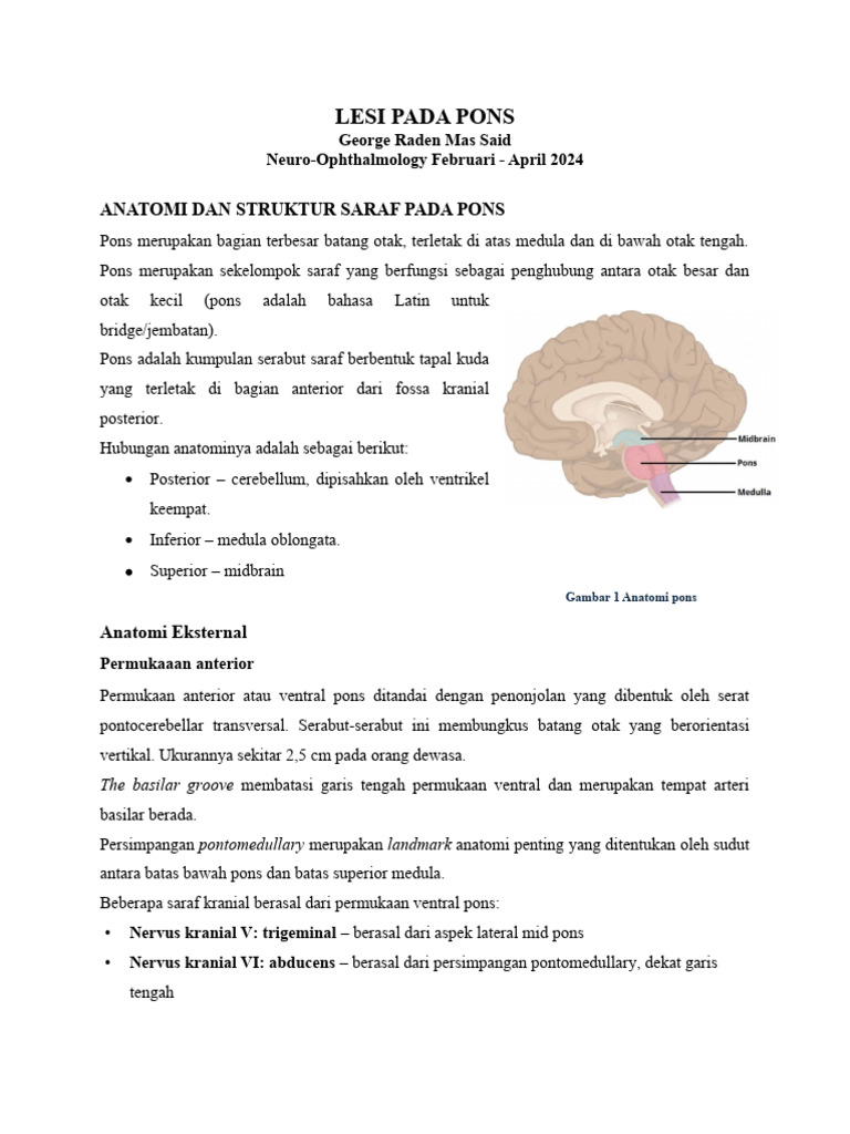 Anatomi dan Fungsi Pons dalam Otak | PDF | Ilmu Sosial | Sains & Matematika