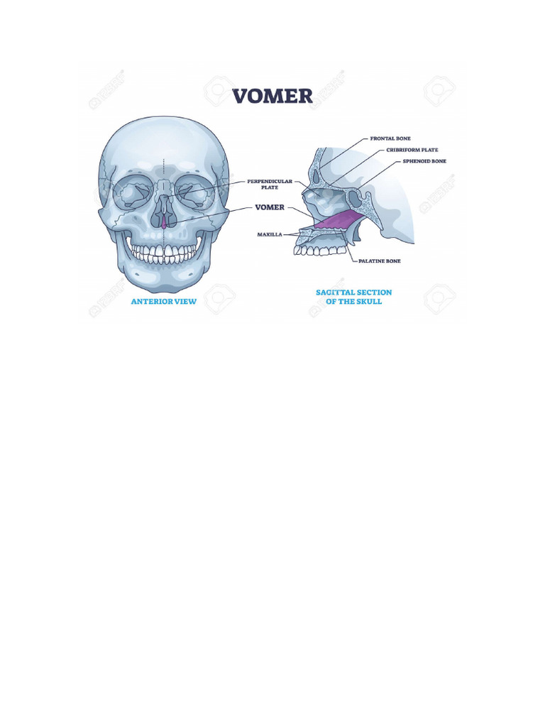 Hueso Vómer | PDF