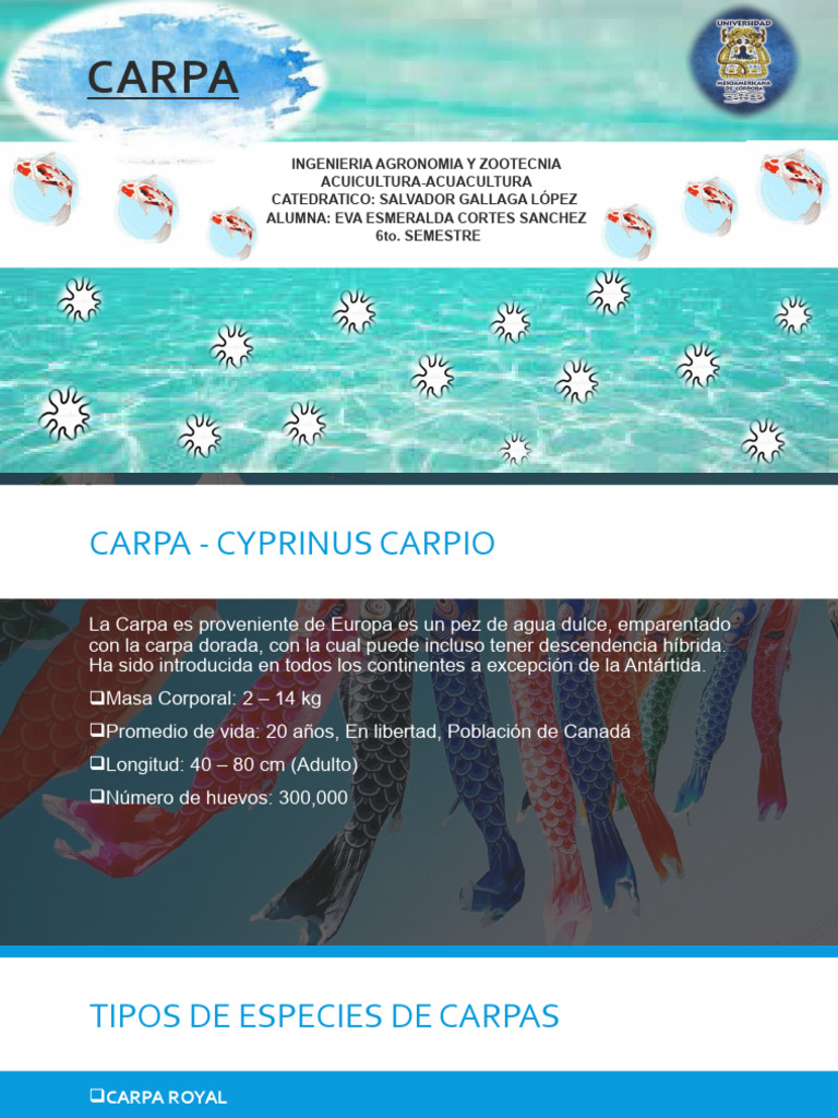 CARPA PROYECTO ORIGINAL - PPTX Editado 12 | PDF | Alimentos | Pescado