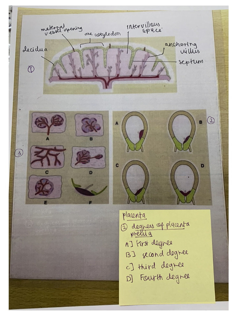 Embryo Notes | PDF