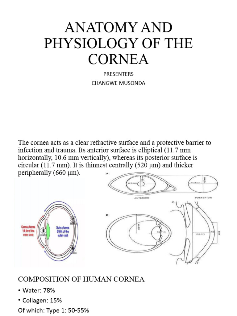 Anatomy and Physiology of The Cornea | PDF | Epithelium | Cornea