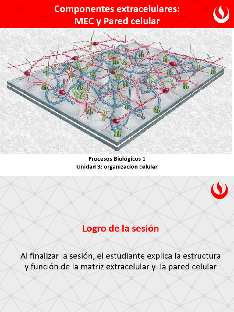 Te02 Sem12 | PDF | La matriz extracelular | Pared celular