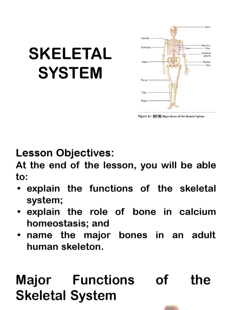 Skeletal and Muscular System | PDF | Science & Mathematics