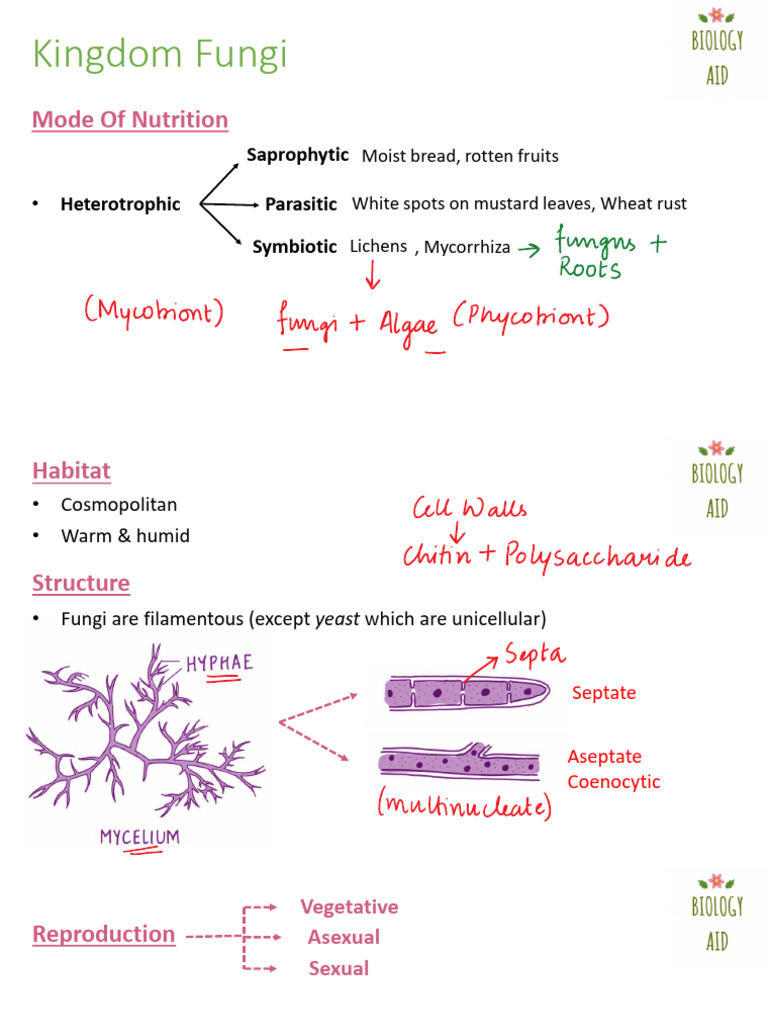 Kingdom Fungi | PDF | Fungus | Sexual Reproduction