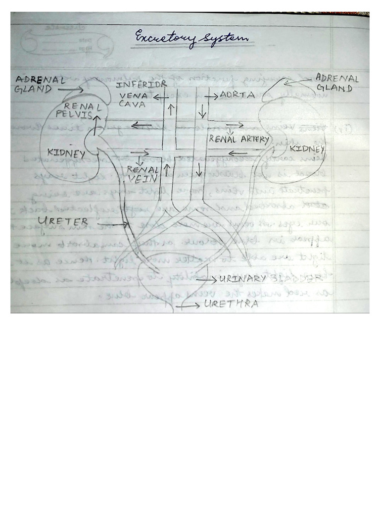 Excretory System | PDF