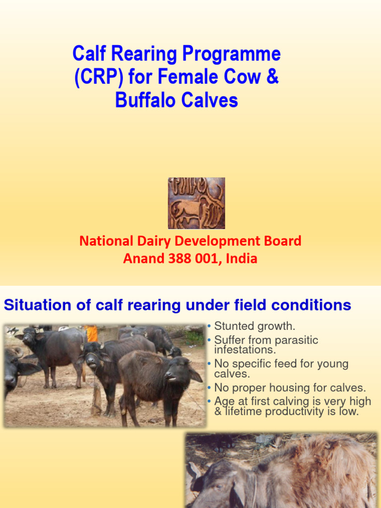 Heifer Management Pdf Dairy Cattle Livestock