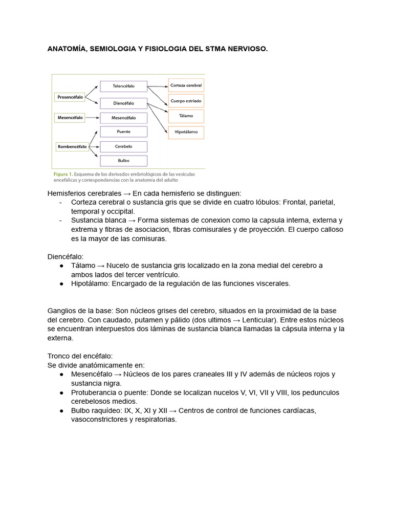 Anatomía y Fisiología Sist. Nerv | PDF | Cerebro | Afasia