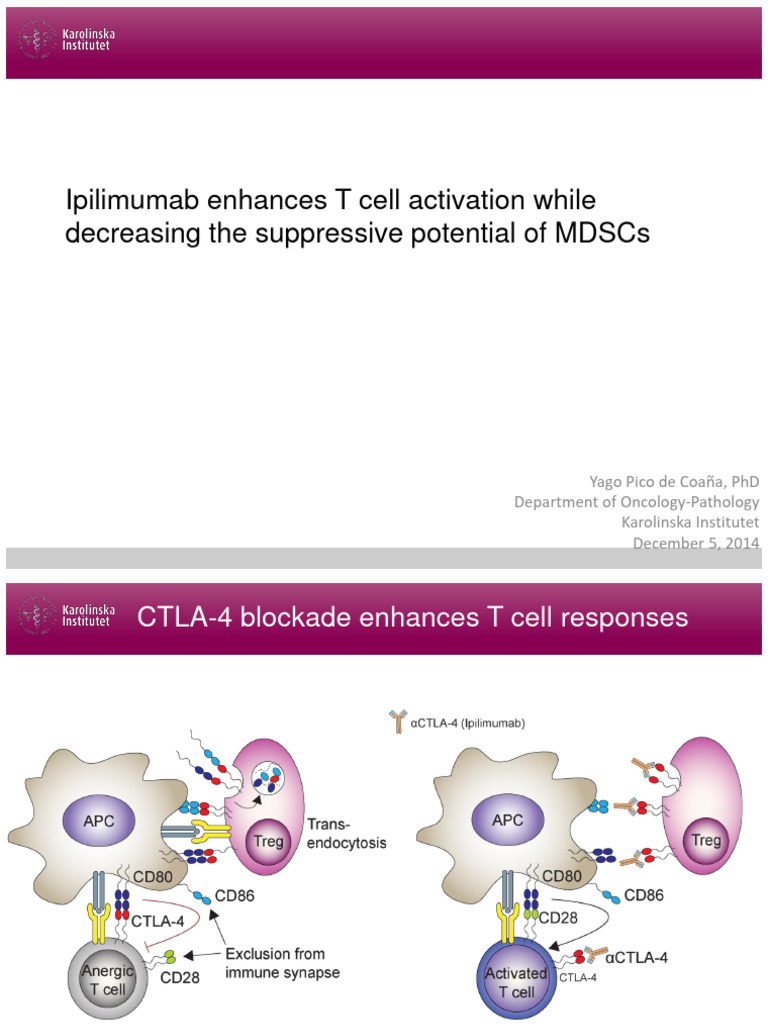 Ipilimumab enhances T cell activation while decreasing the suppressive potential of MDSCs | PDF ...