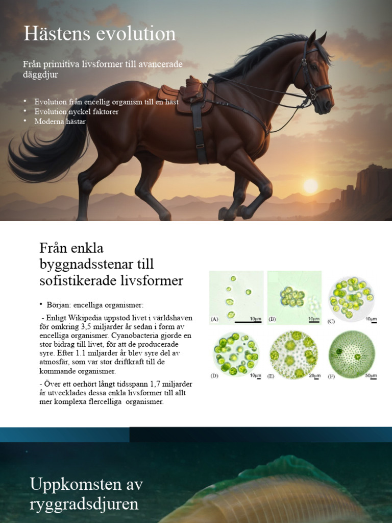 Hästens Evolution Horse Evolution Pdf