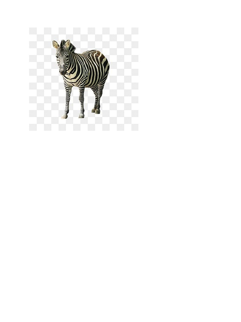 ZEBRA | PDF