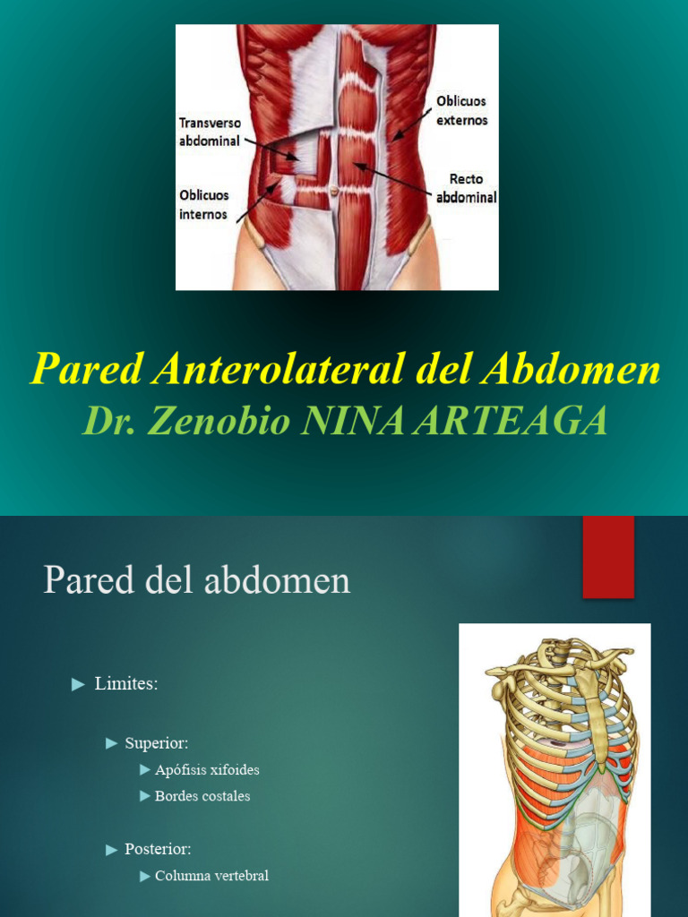 Pared Anterolateral Del Abdomen PPT Medicina 2018 | PDF | Abdomen | Anatomía