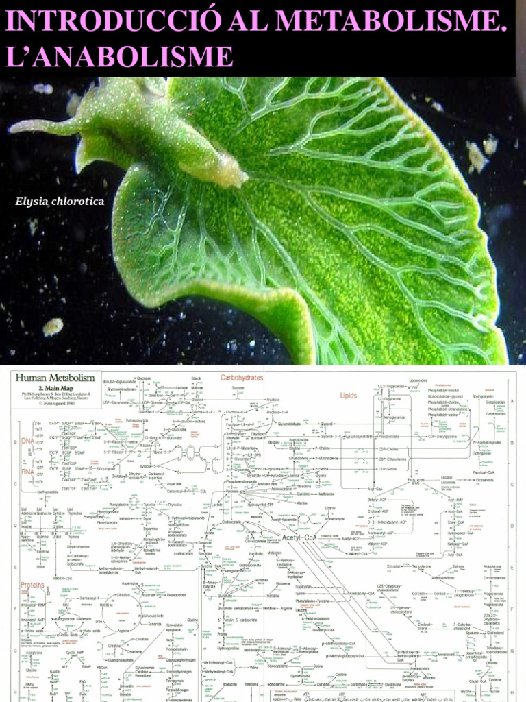 Introducció Al Metabolisme. L'anabolisme 2 | PDF