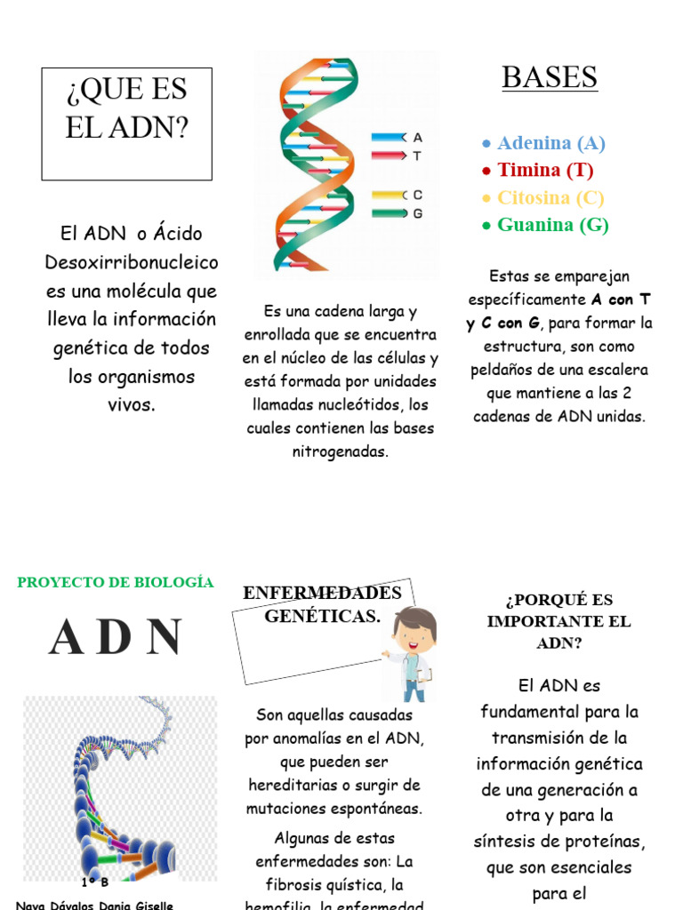 Adn | Descargar gratis PDF | Adn | Genética