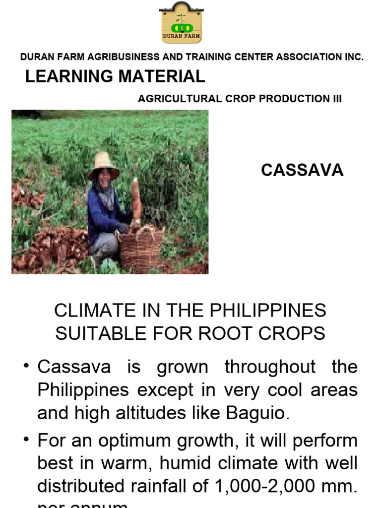 Cassava Production | PDF | Fertilizer | Pest (Organism)