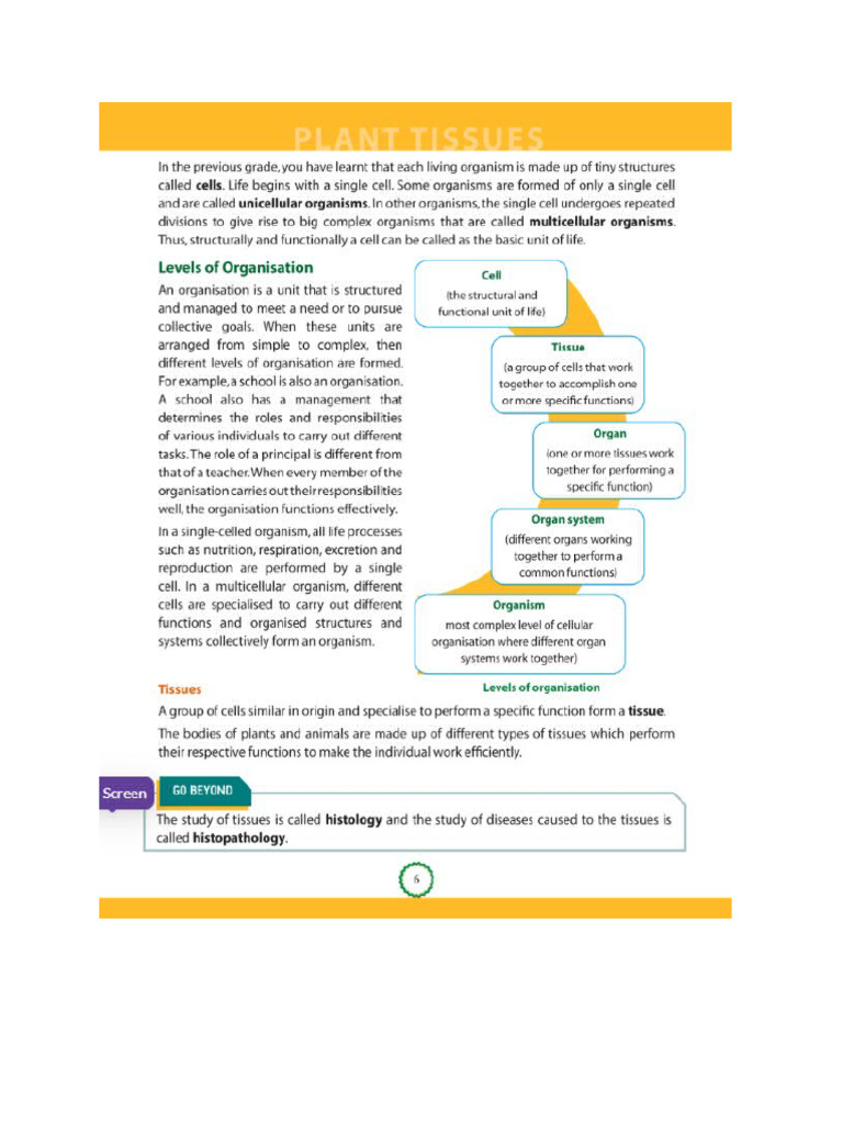 Bio - PLANT TISSUES | PDF