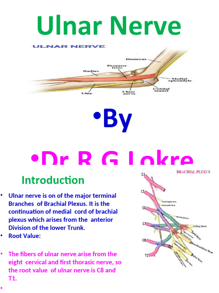 Ulnar Nerve PPT by Dr.R.G.lokre 2021-1 | PDF | Arm | Hand