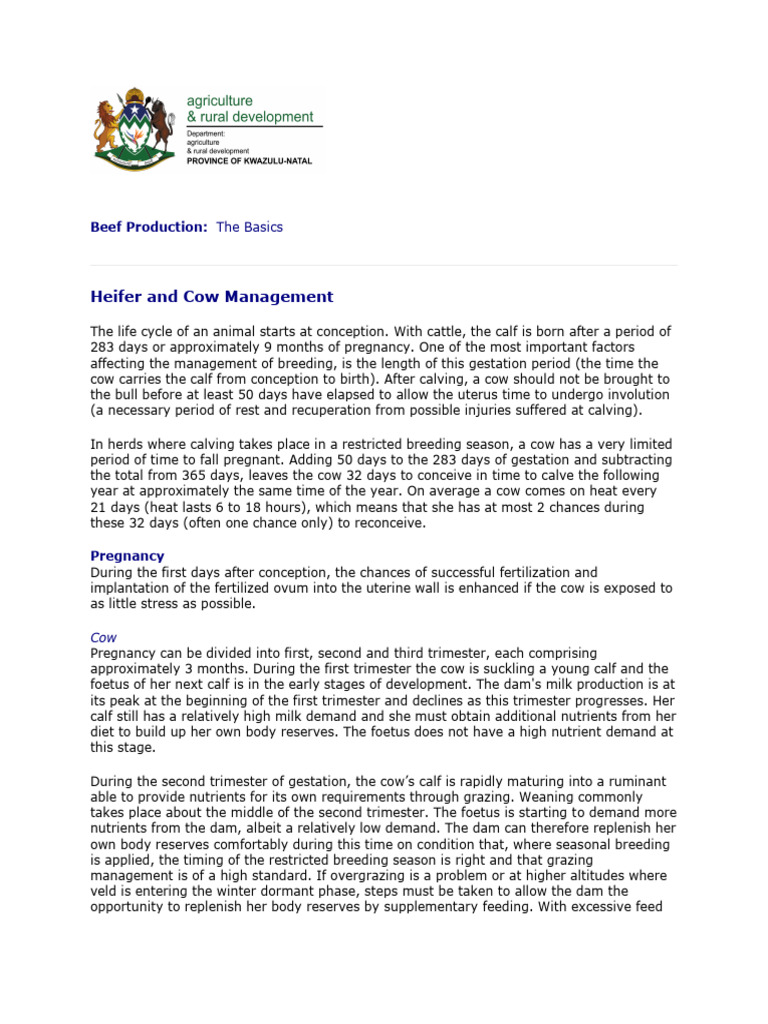Heifer And Cow Management Pdf Cattle Weaning