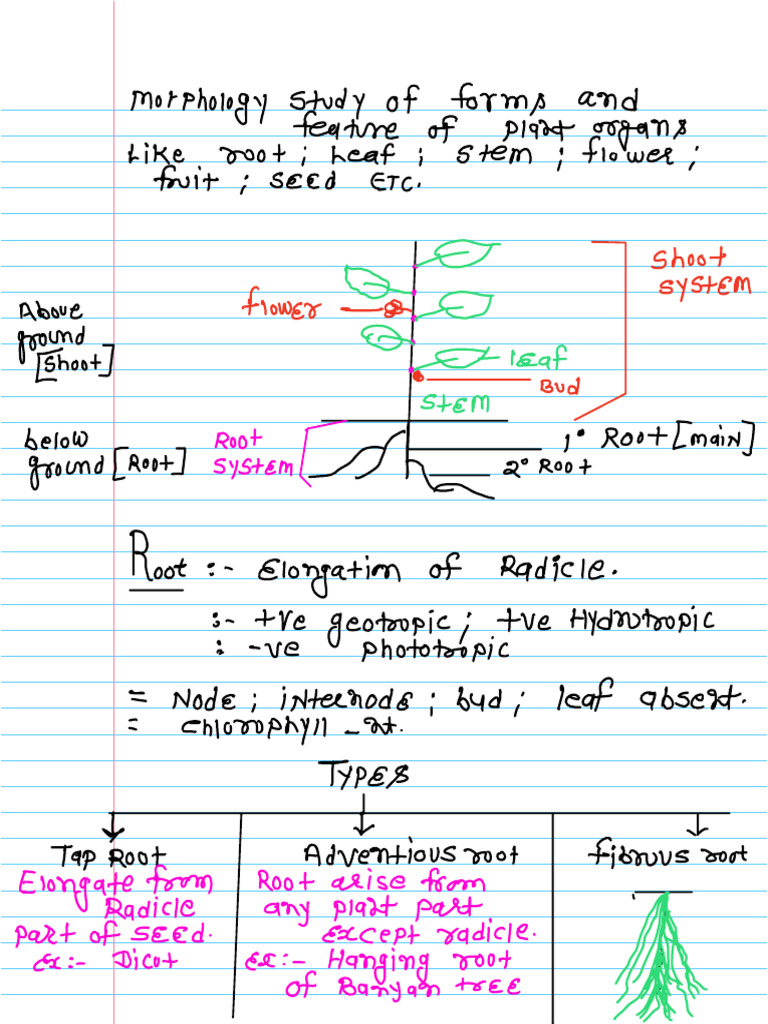 Class 11 Morphology | PDF | Leaf | Flowers