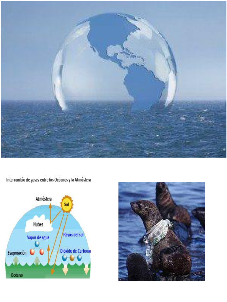 animales del oceano | PDF