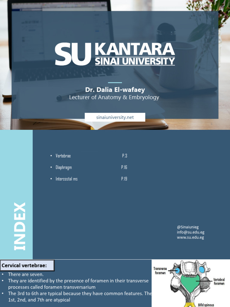 LEC 2 Anatomy 3 | PDF | Vertebra | Vertebral Column