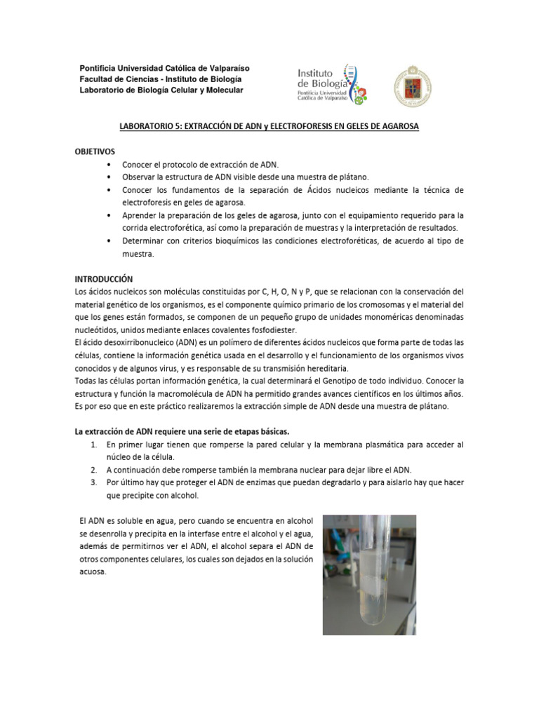 Guías De Laboratorio Bio 1113 1s 2023 230615 145524 Pdf