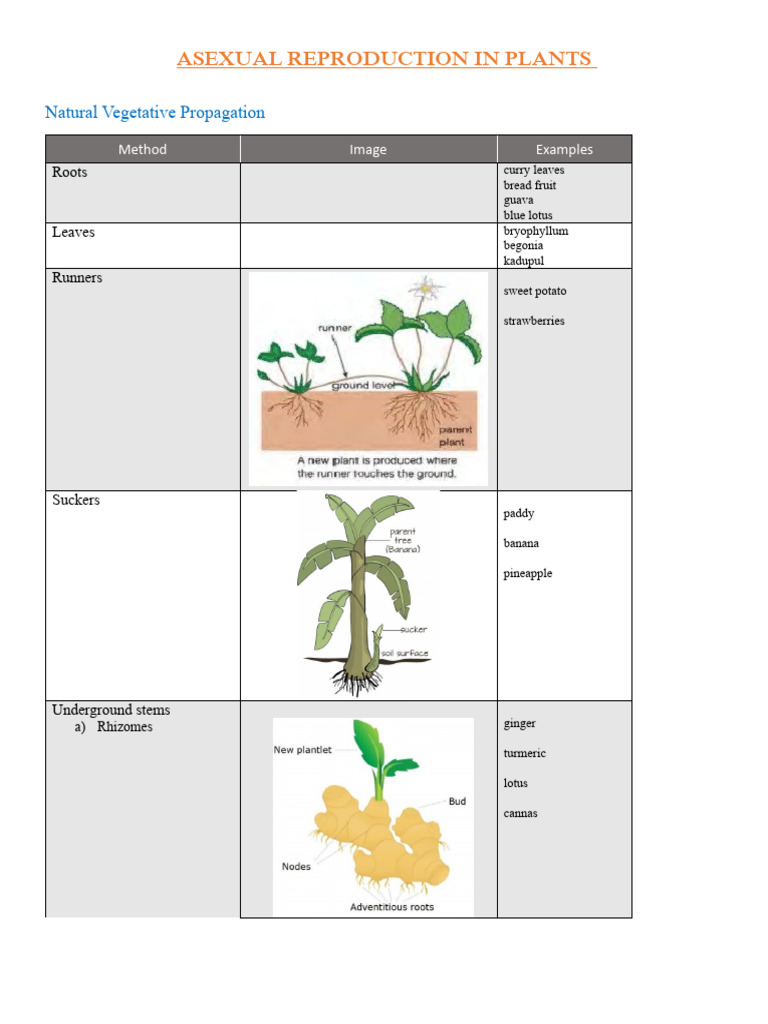 Asexual Reproduction in Plants | PDF