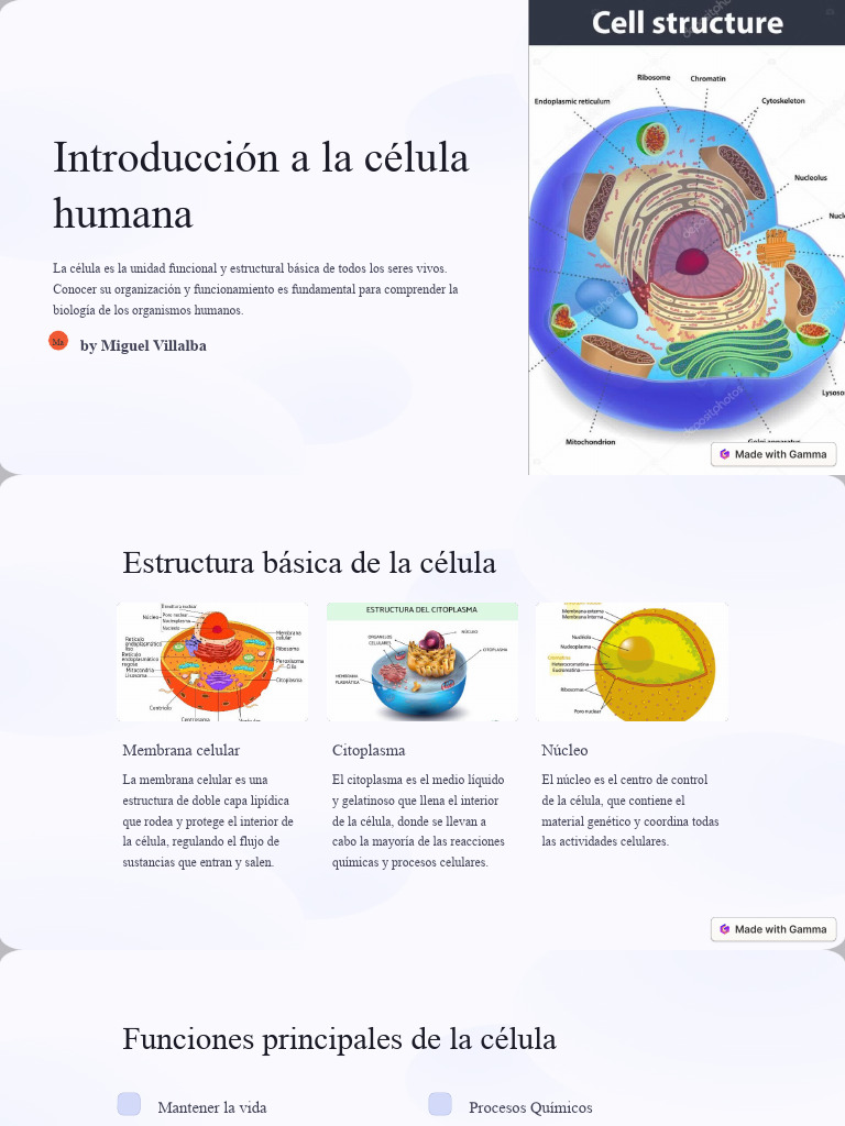 Introduccion A La Celula Humana | PDF | Biología Celular) | Mitosis