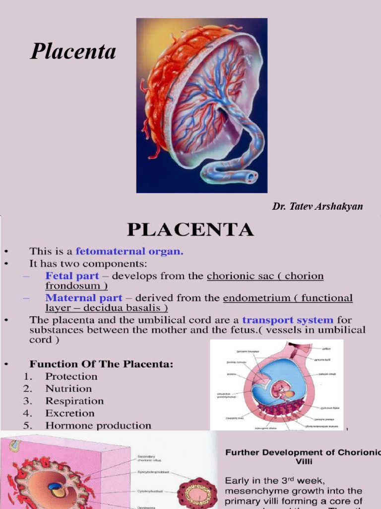 Placenta | PDF
