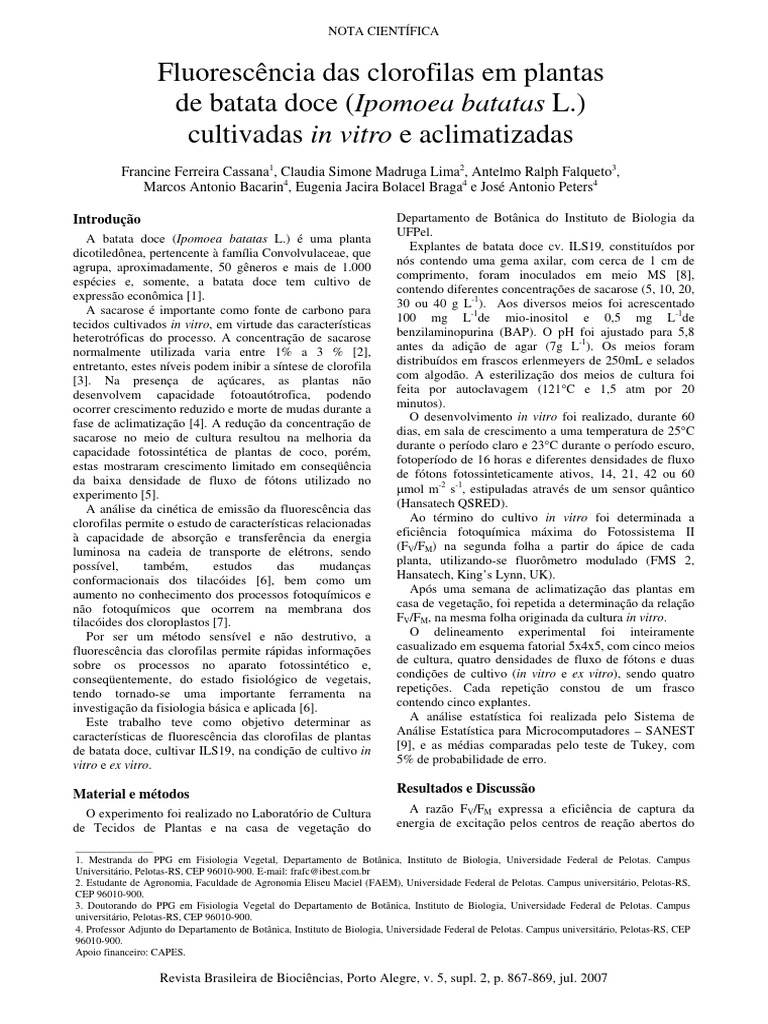 Fluorescência das Clorofilas em Batata Doce | PDF | Batata | Botânica