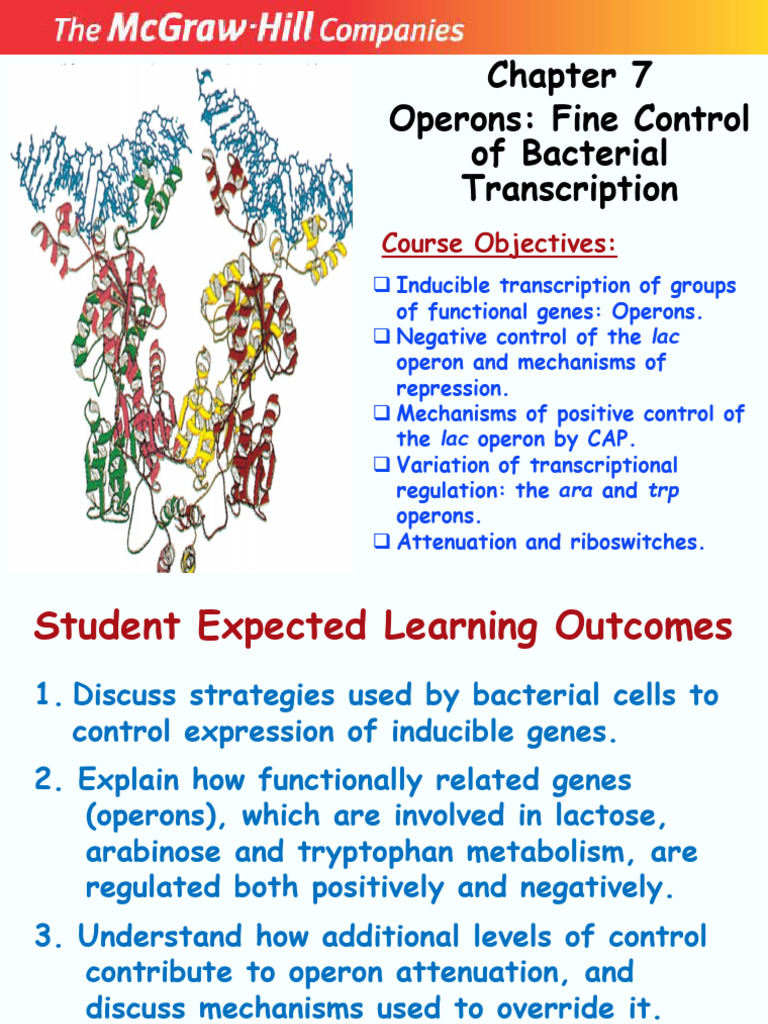Said - Chapter 07 - Lecturev3 | PDF | Operon | Repressor
