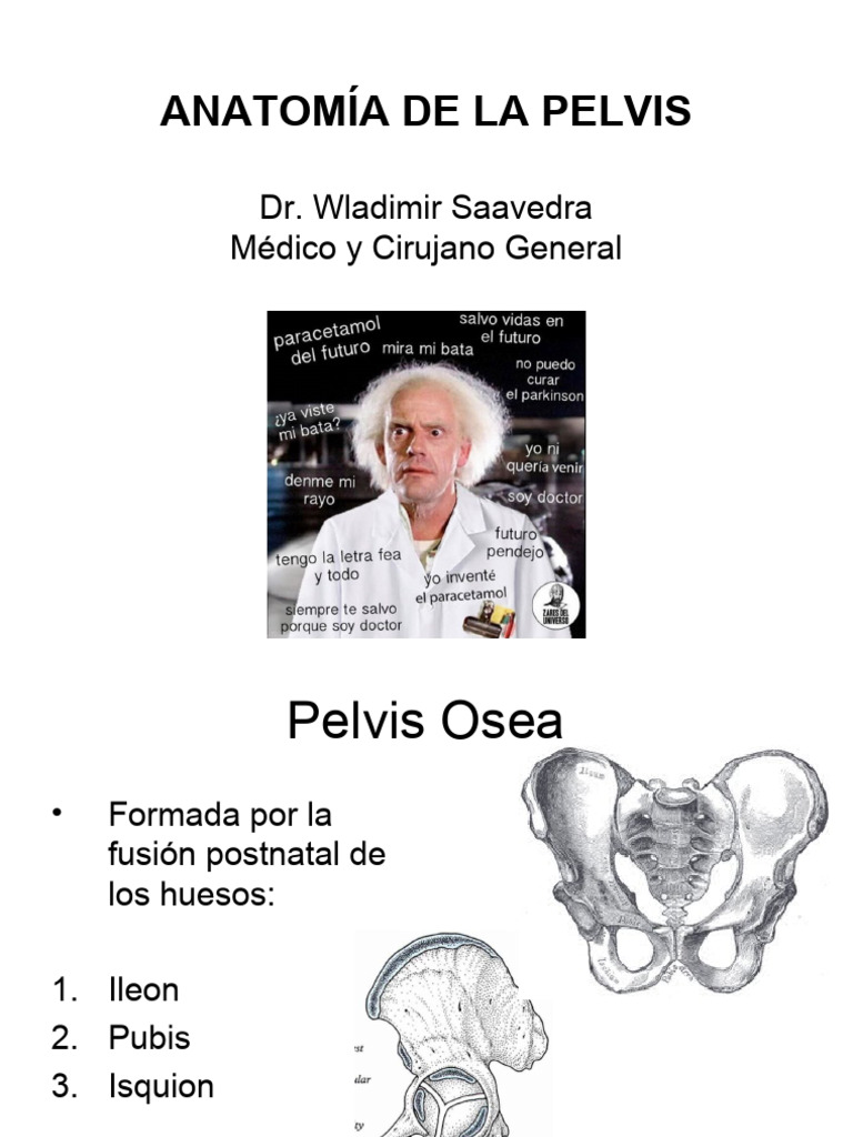 01 Anatomía De La Pelvis Dr Saavedra Pdf Pelvis útero