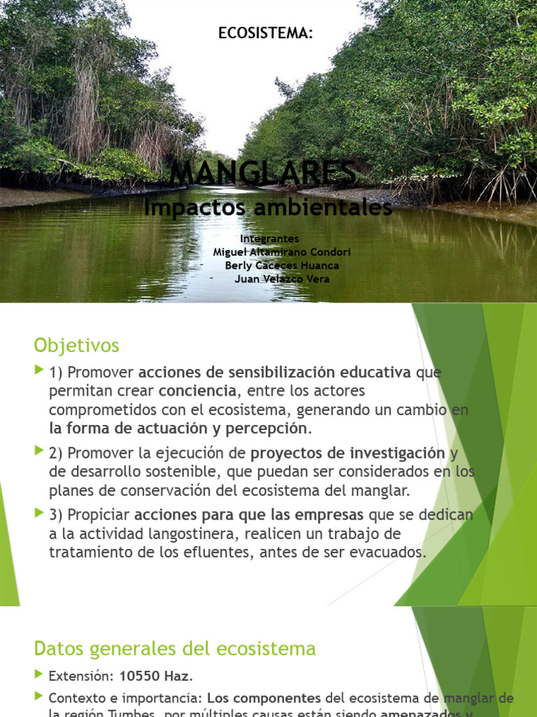 MANGLAR2 | PDF | Entorno natural | Mangle