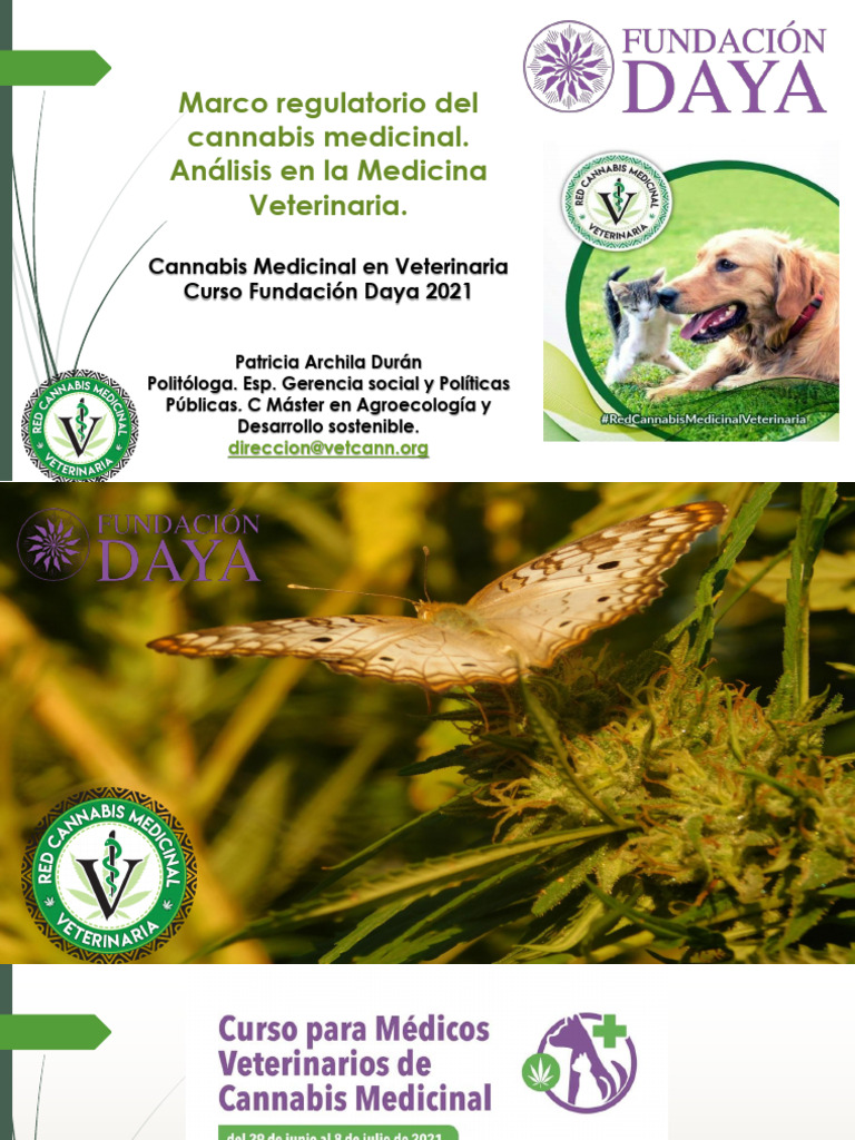 Clase 1 | PDF | Cannabis (Droga) | Cannabis medicinal