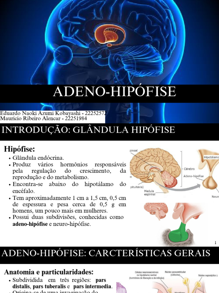FISIOLOGIA - ADENO-HIPÓFISE Canva | PDF | Glândula pituitária | Glândulas