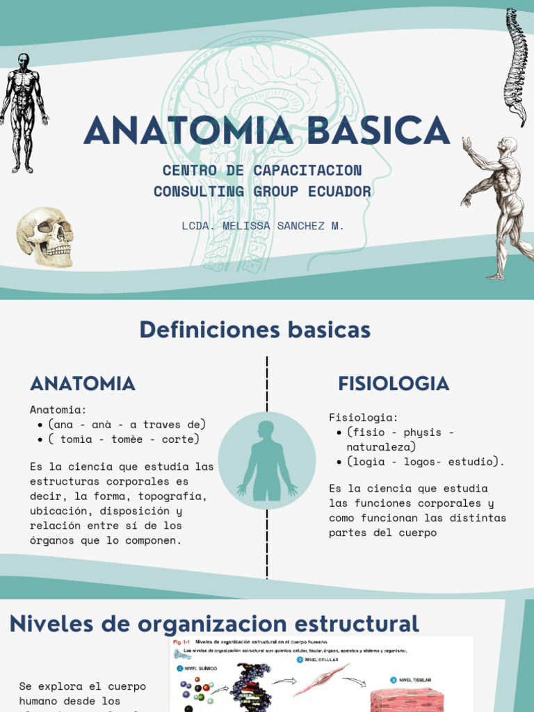 Anatomia Basica Clase 1 | PDF | Anatomía | Cuerpo humano