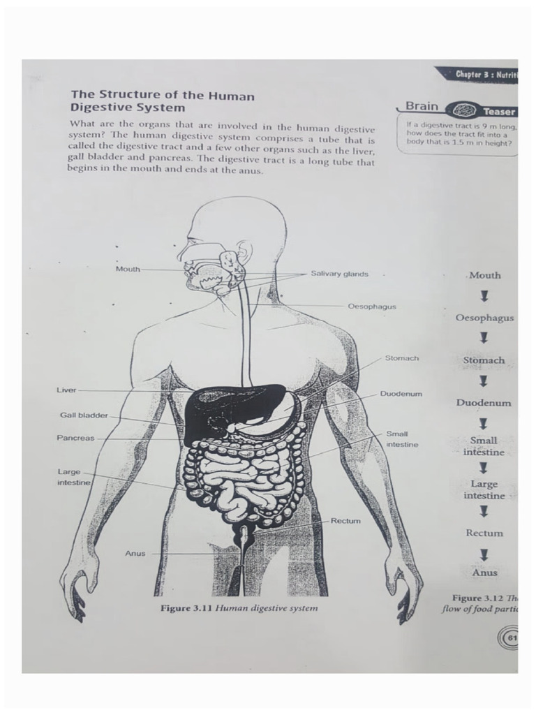 Science F2 - Nutrition | PDF
