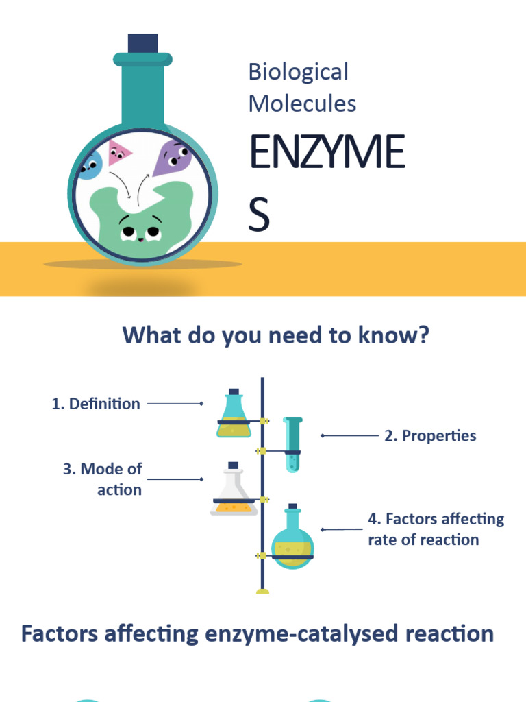 Biological Molecules - Enzymes (Part 2) | PDF | Enzyme | Active Site