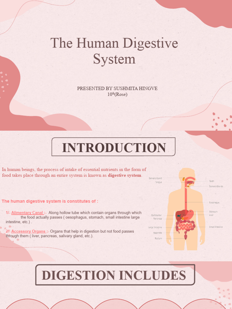 The Human Digestive System | PDF | Digestion | Human Digestive System
