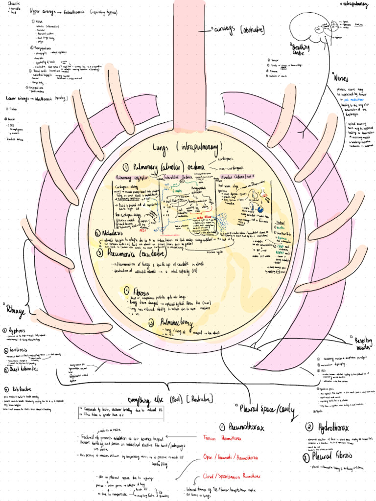 Pathophysiology Notes PMU Term 2 | PDF | Lung | Acetylcholine