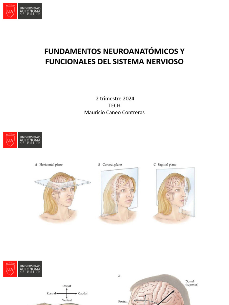 Clase 1 - Estructura y Comunicación de Las Células Del Sistema Nervioso - 2024 (1) - 1 | PDF ...