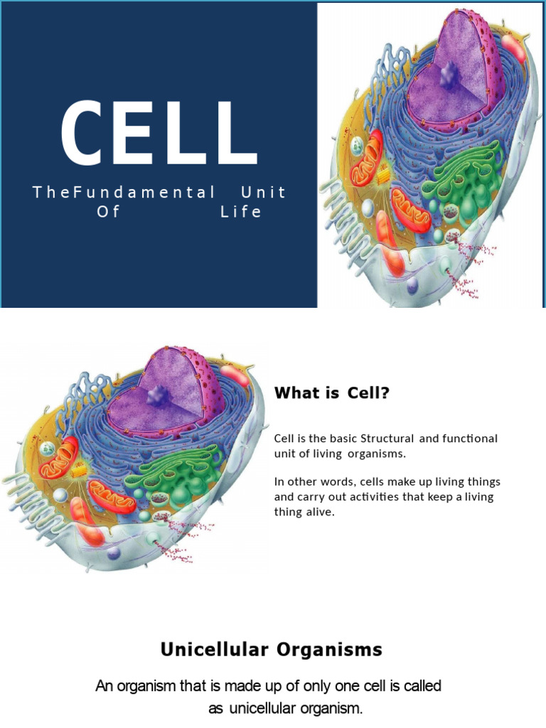 Cell Structure | PDF | Endoplasmic Reticulum | Cell (Biology)
