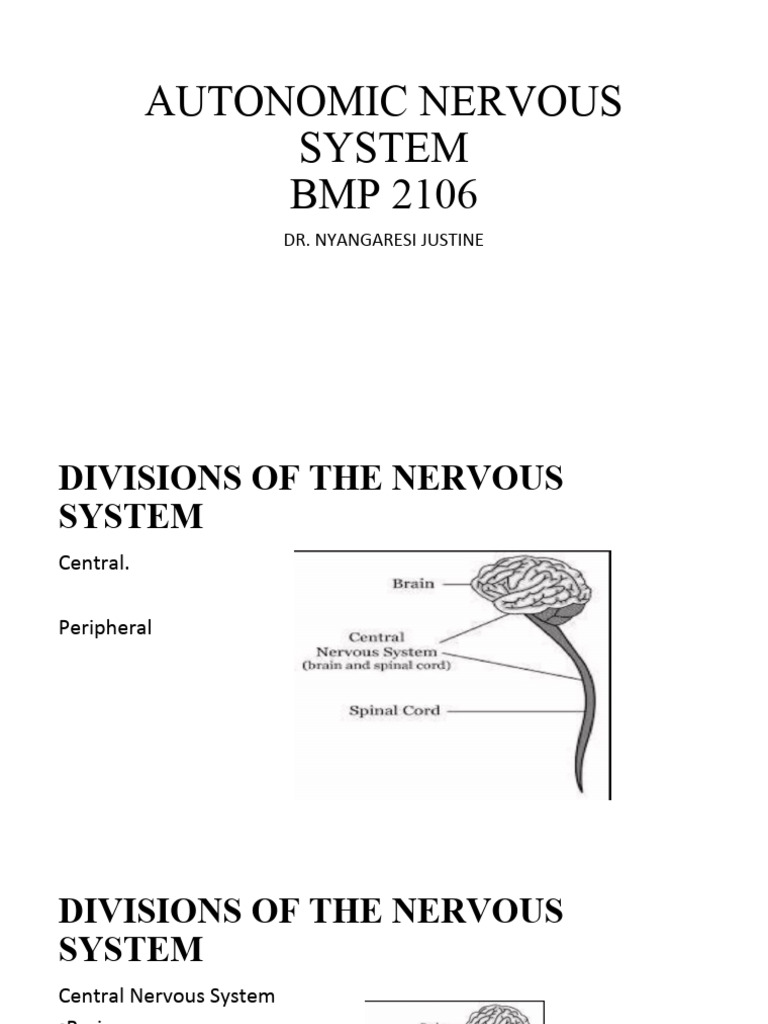 AUTONOMIC NERVOUS SYSTEM Slides | PDF | Autonomic Nervous System ...