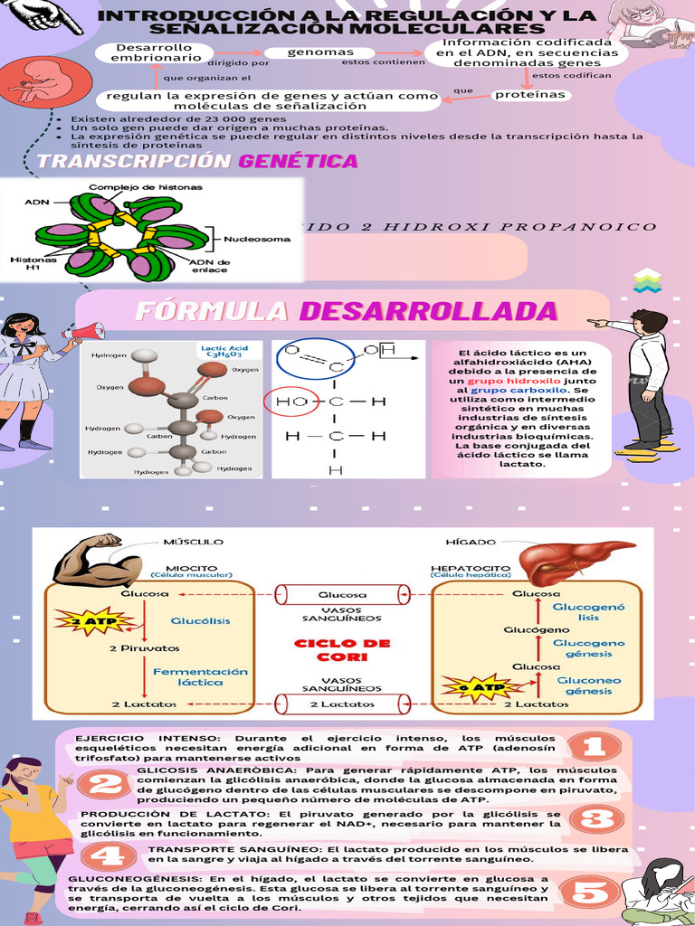 El Acido Lactico | PDF | Ácido láctico | Biología