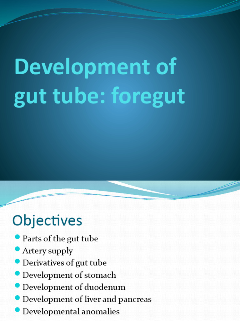 Development of Gut Tube Fore Gut | PDF | Gastrointestinal Tract | Esophagus