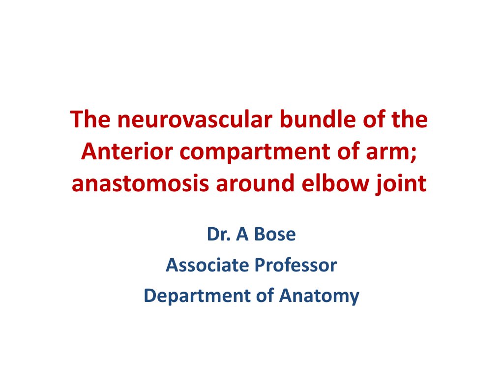 Neurovascular Bundle Anatomy of the Arm | PDF | Arm | Primate Anatomy